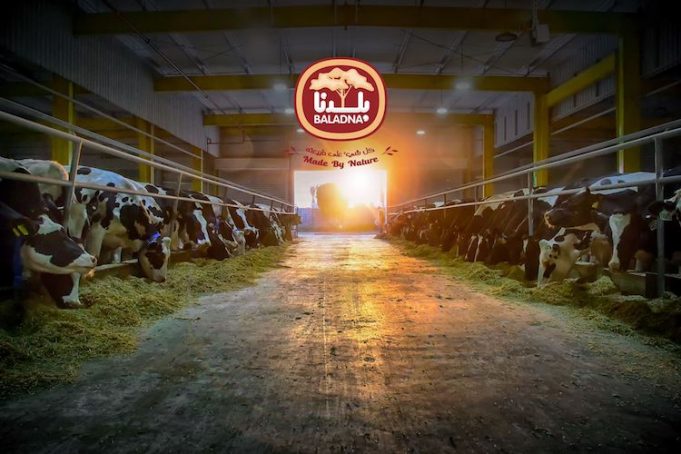 Baladna-Felcra dairy farm partnership to make Malaysia self-sufficient ...