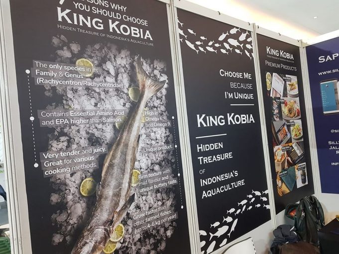 Silly Fish presents King Cobia, an alternative to salmon - Mini Me Insights