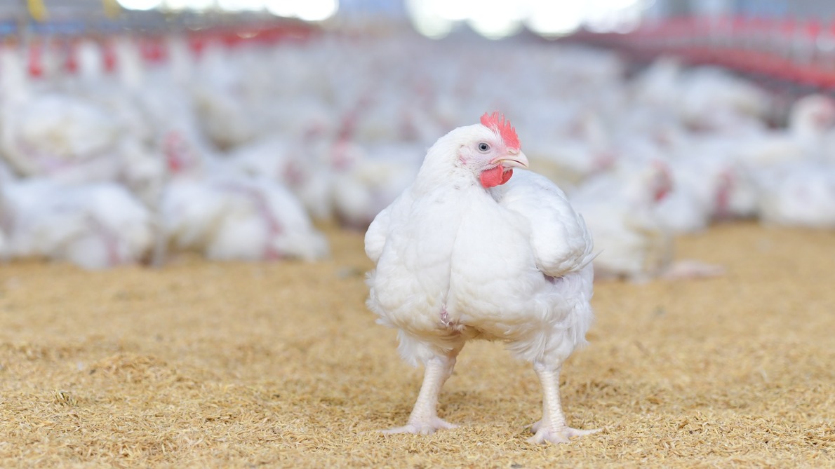 CP Foods Employs Cutting-Edge Disease Surveillance Ensures Premium ...