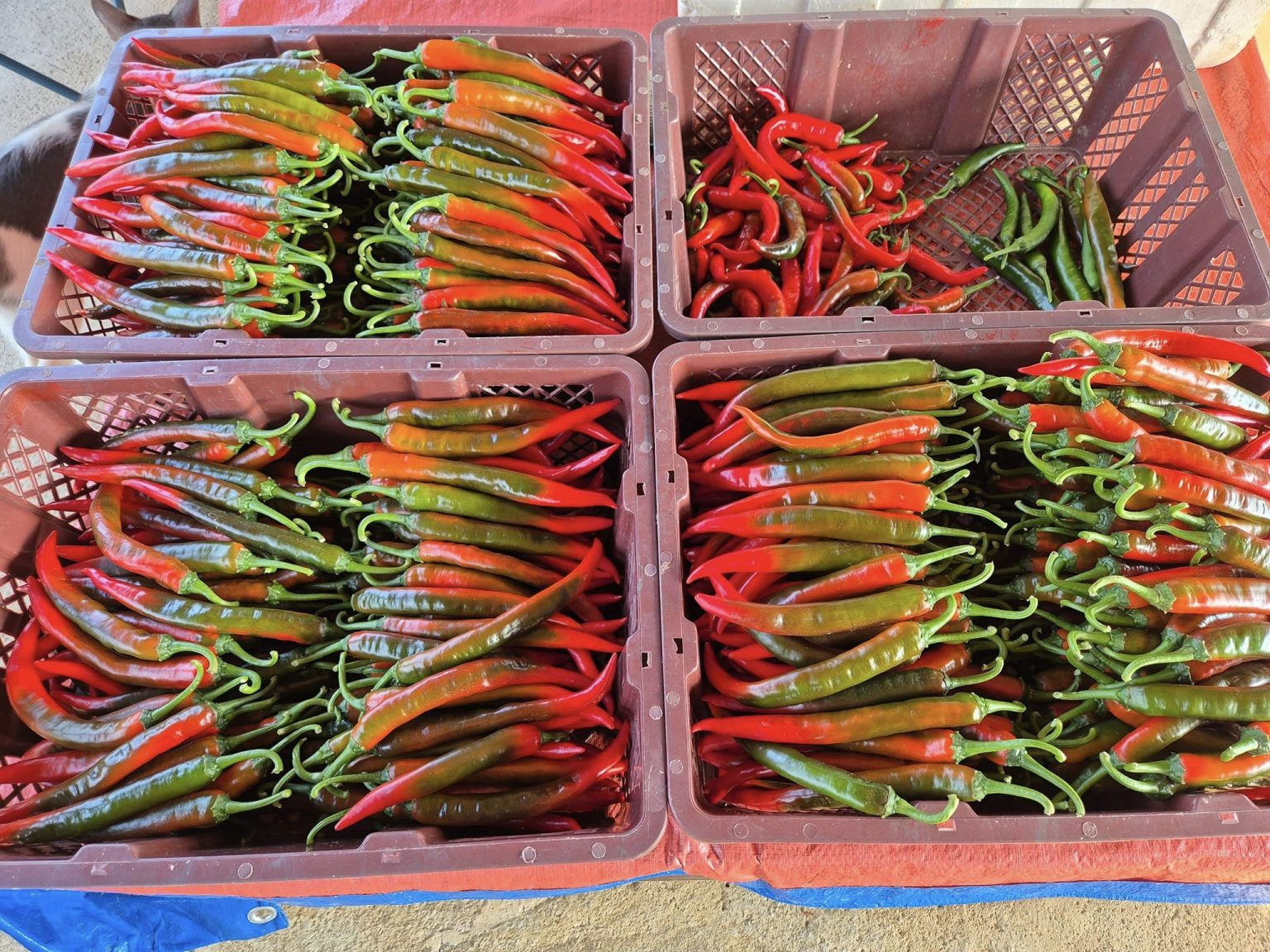 Putrajaya Chilli Farm is the latest farm to join the Nestlé Chilli Club ...