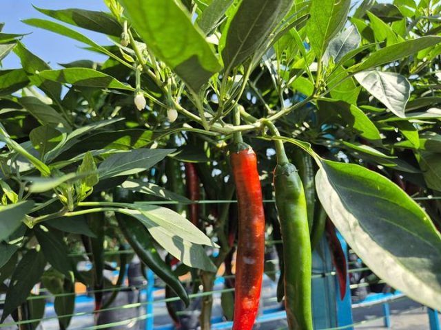 Putrajaya Chilli Farm is the latest farm to join the Nestlé Chilli Club ...